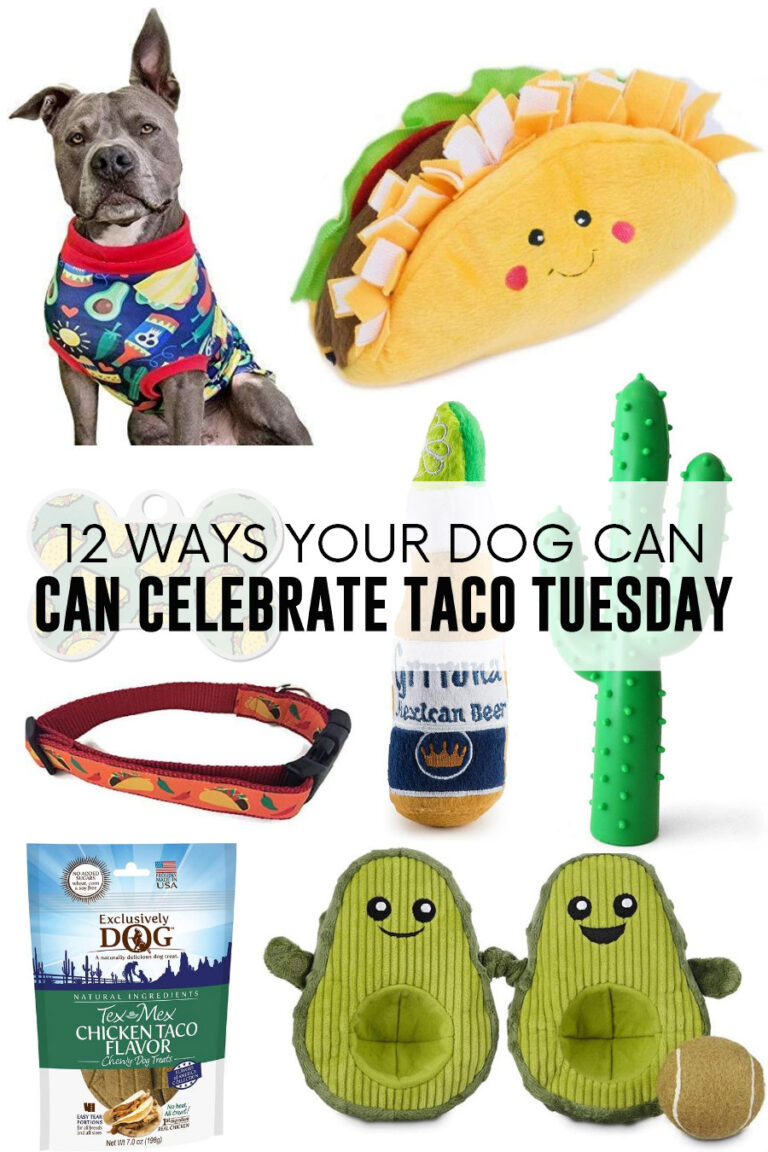 12 Ways Your Dog Can Celebrate Taco Tuesday — Holoka Home