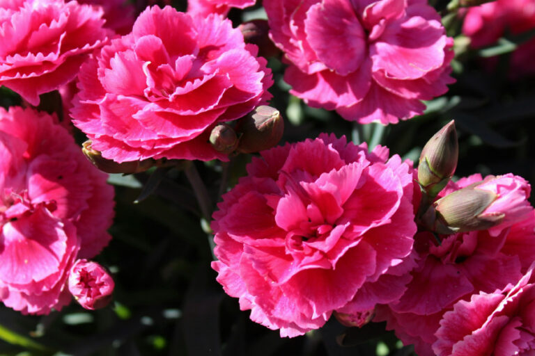 Edible Flowers to Grow in Your Garden — Holoka Home