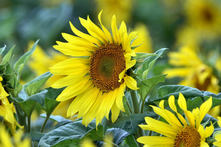 Edible Flowers to Grow in Your Garden — Holoka Home